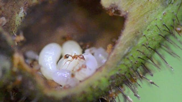 Ant Plant - Myrmecophyte on Vimeo
