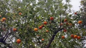 Aloha Farms Food Forest on Tumblr
