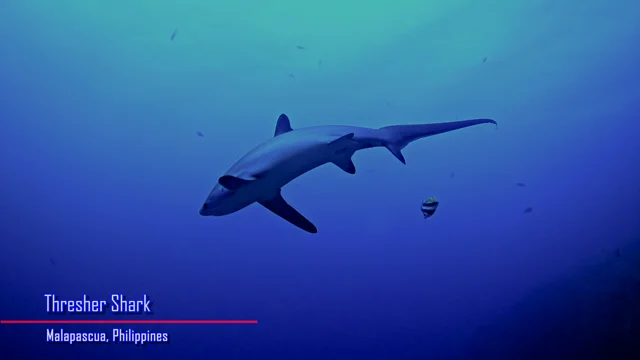 Thresher Shark Tail Whip