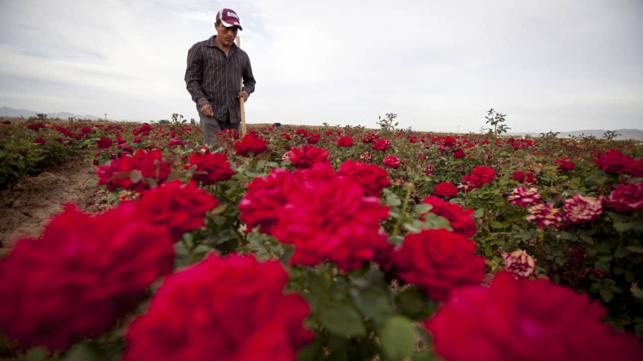 Rose Farm on Vimeo