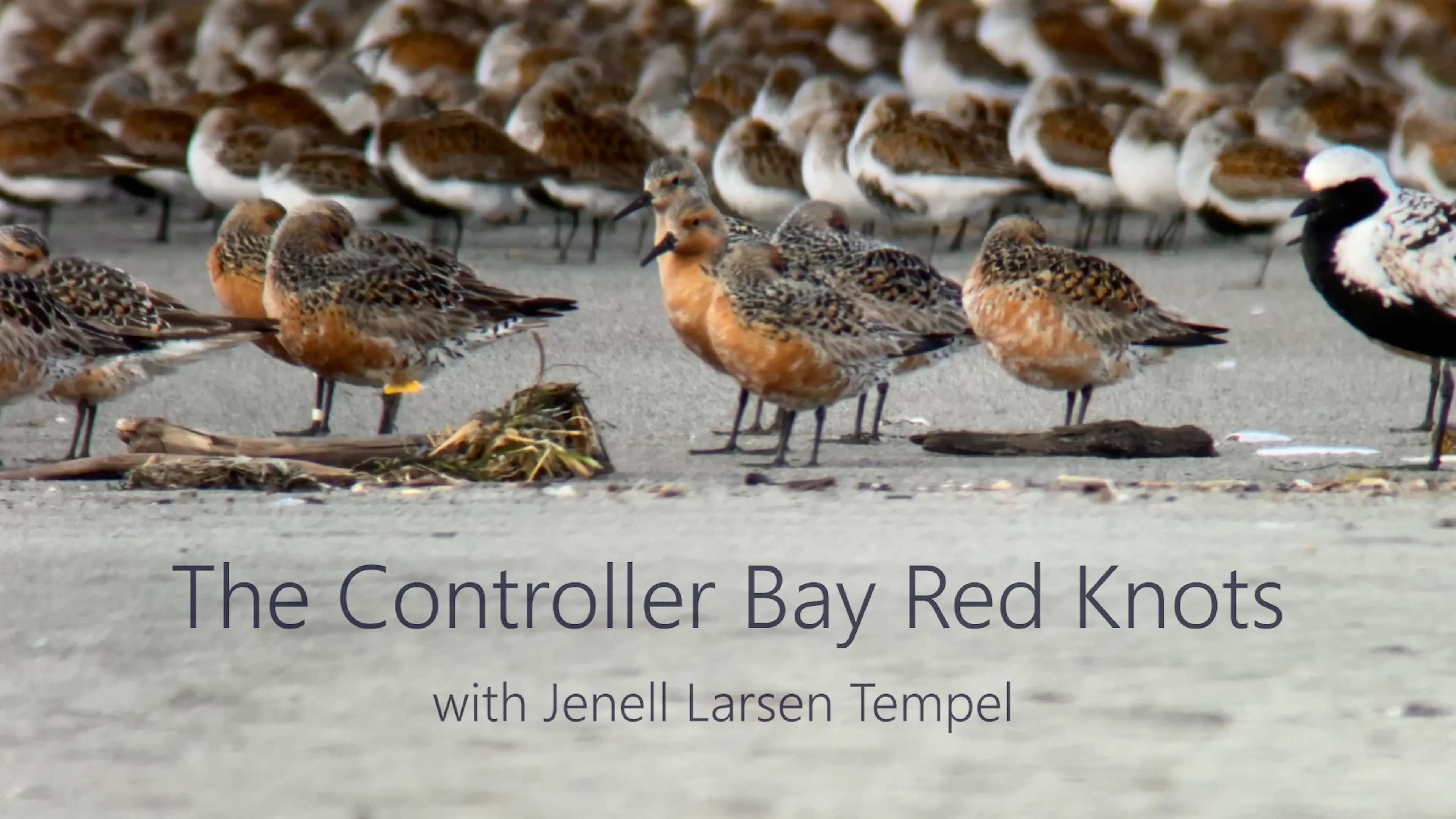 Red Knot Population Abundance in Controller Bay on Vimeo