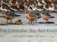 Red Knot - Threatened, Endangered, and Diversity Program, Alaska ...