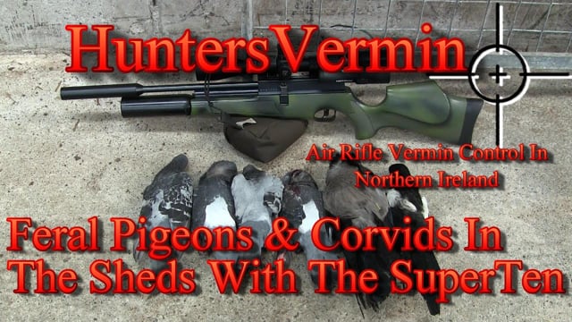 Air Rifle Hunting Feral Pigeon And Corvids In The Sheds With The ...