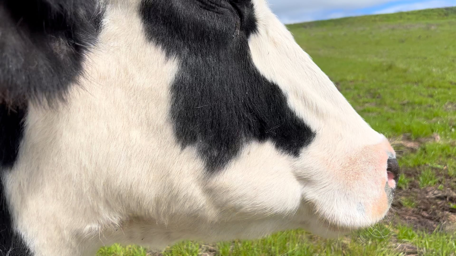 Pickle Hoof Handling During Cud Chewing on Vimeo