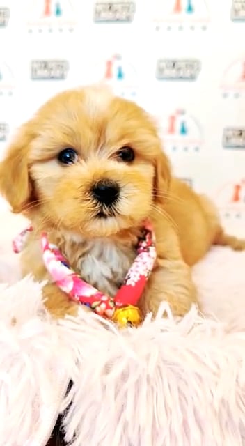 PV Brown Maltipoo Puppy (Female) For Sale 1 on Vimeo
