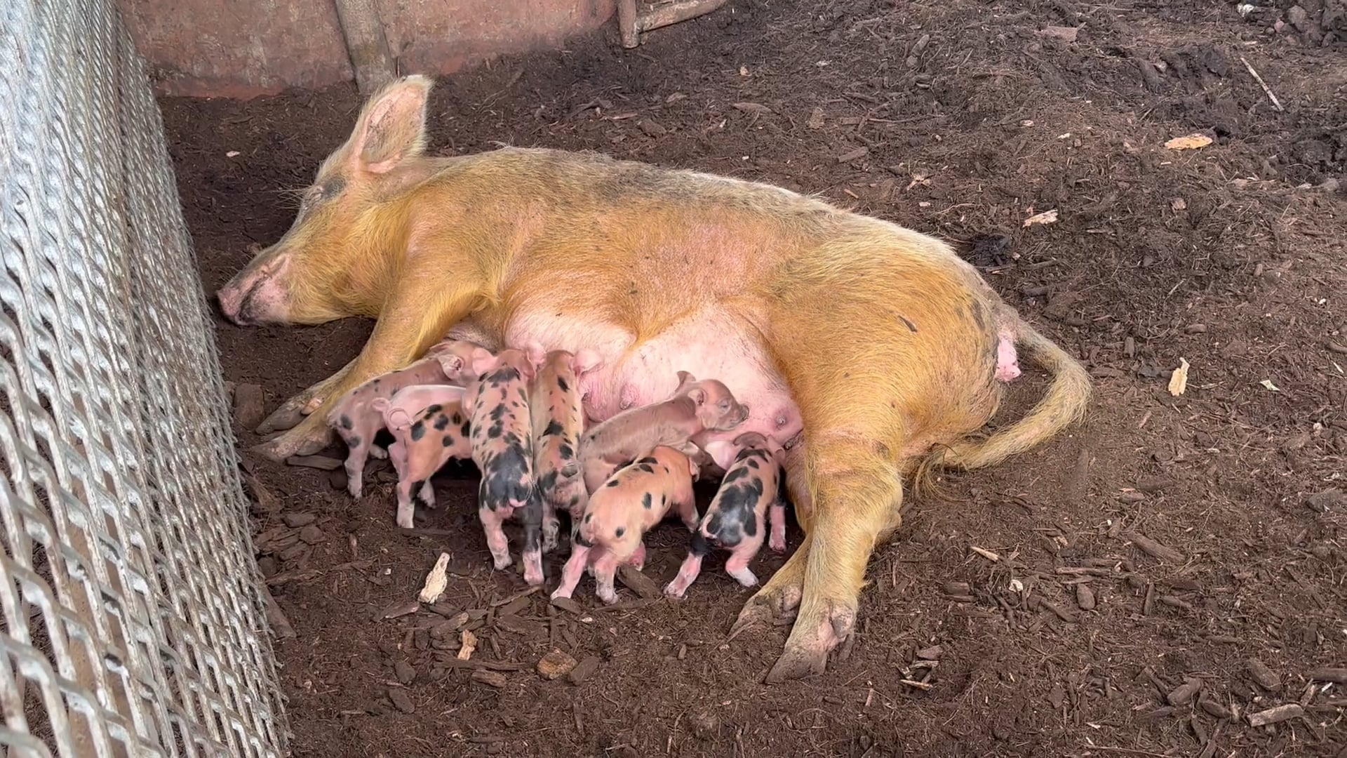 Big Island Hog Farm - Natural Farming, Raising Pigs, Holistic Health