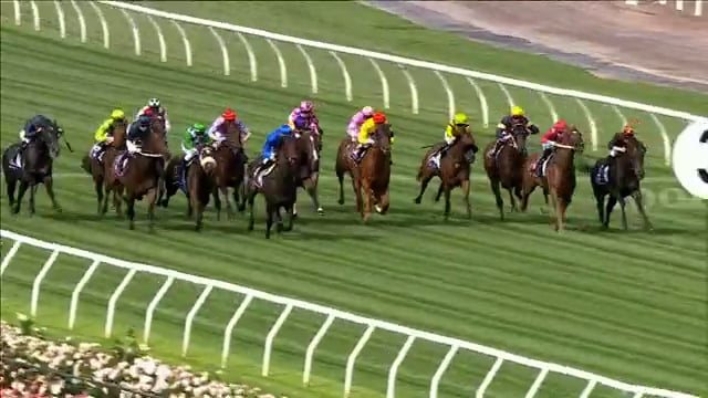 Supido - Stallion | Breednet