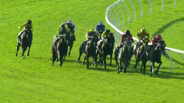 Pride Of Dubai - Stallion | Breednet