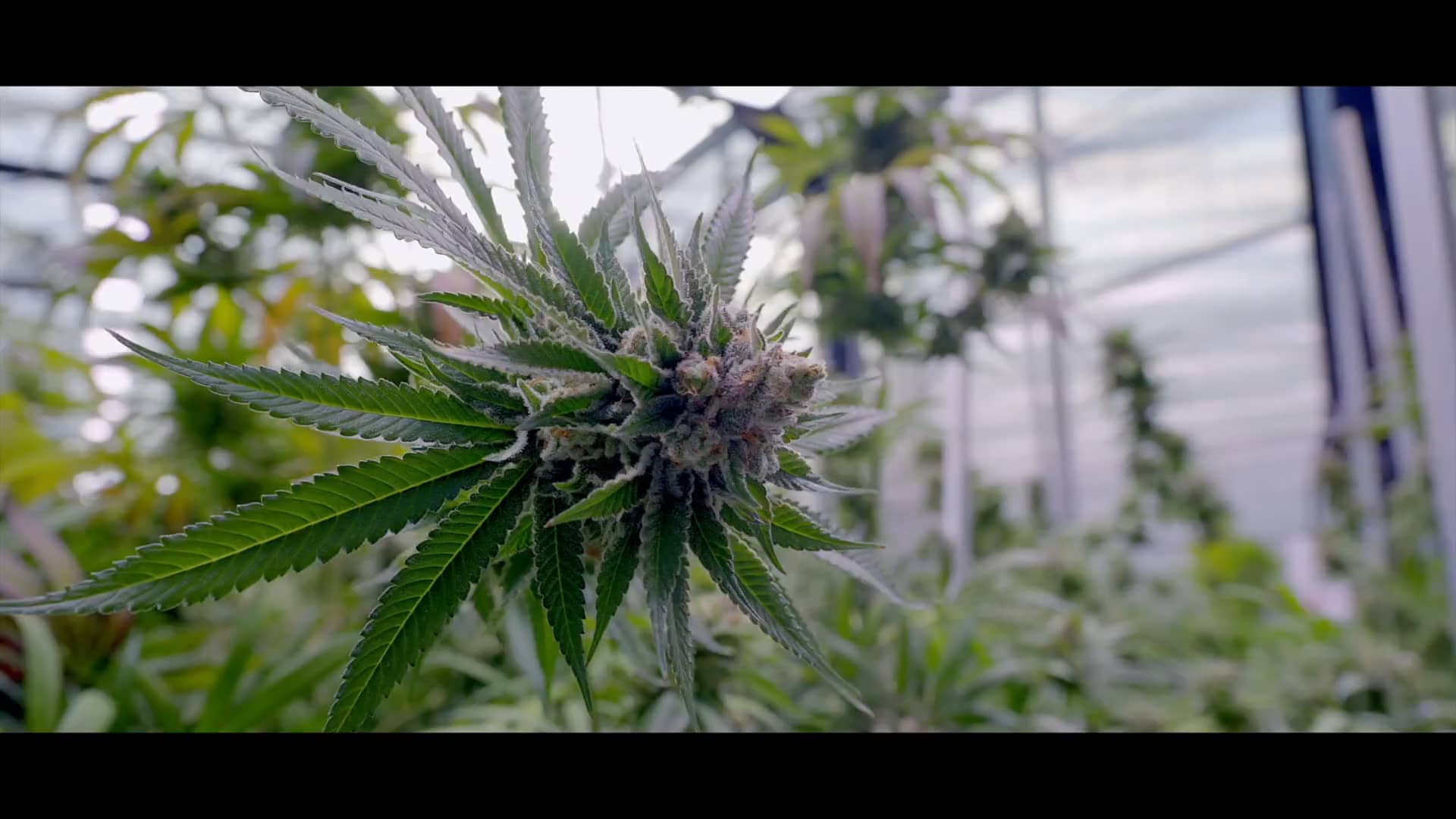 Introducing Karoo Bioscience on Vimeo