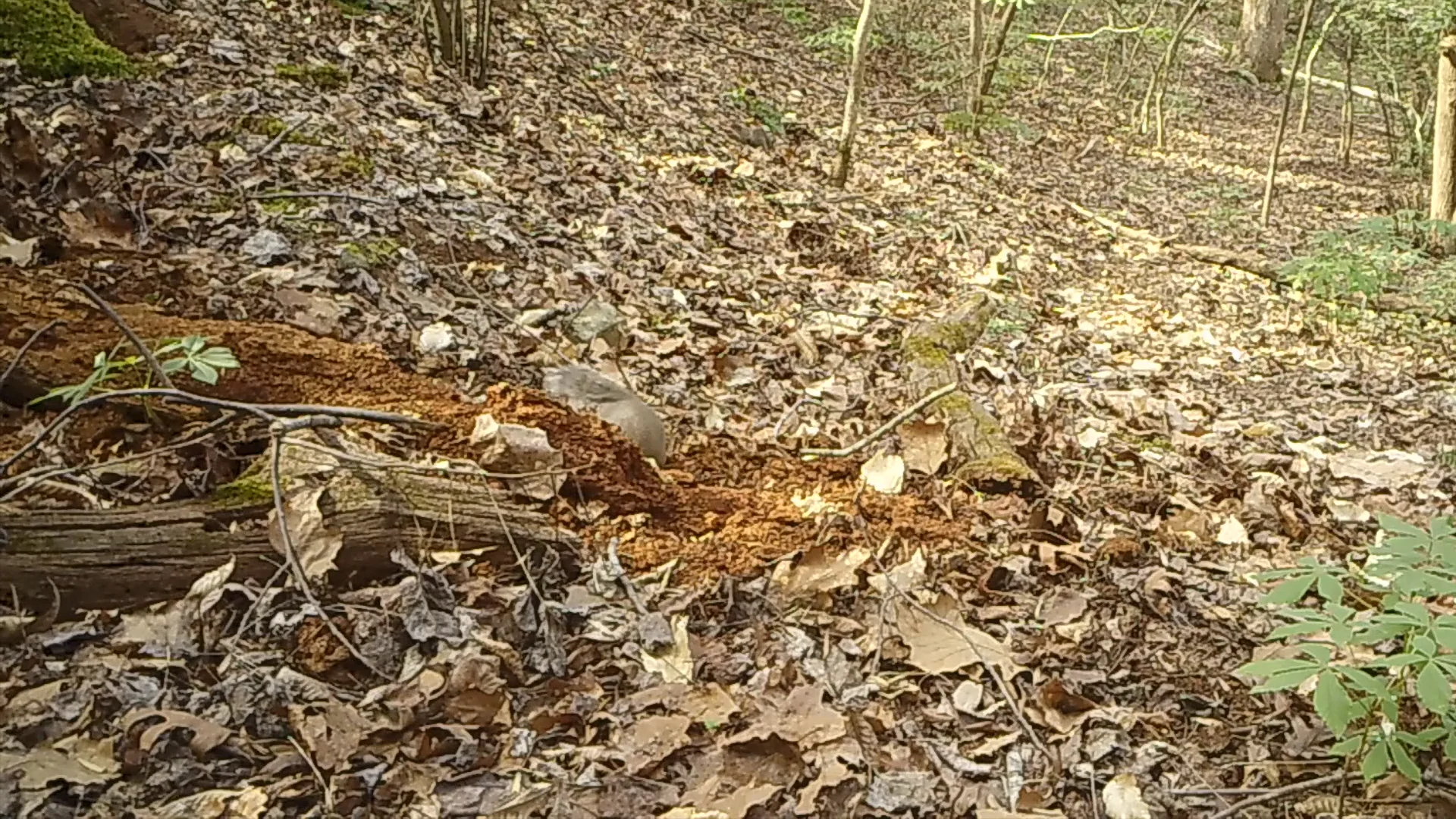 Squirrel rolling in sawdust from rotten log.mp4