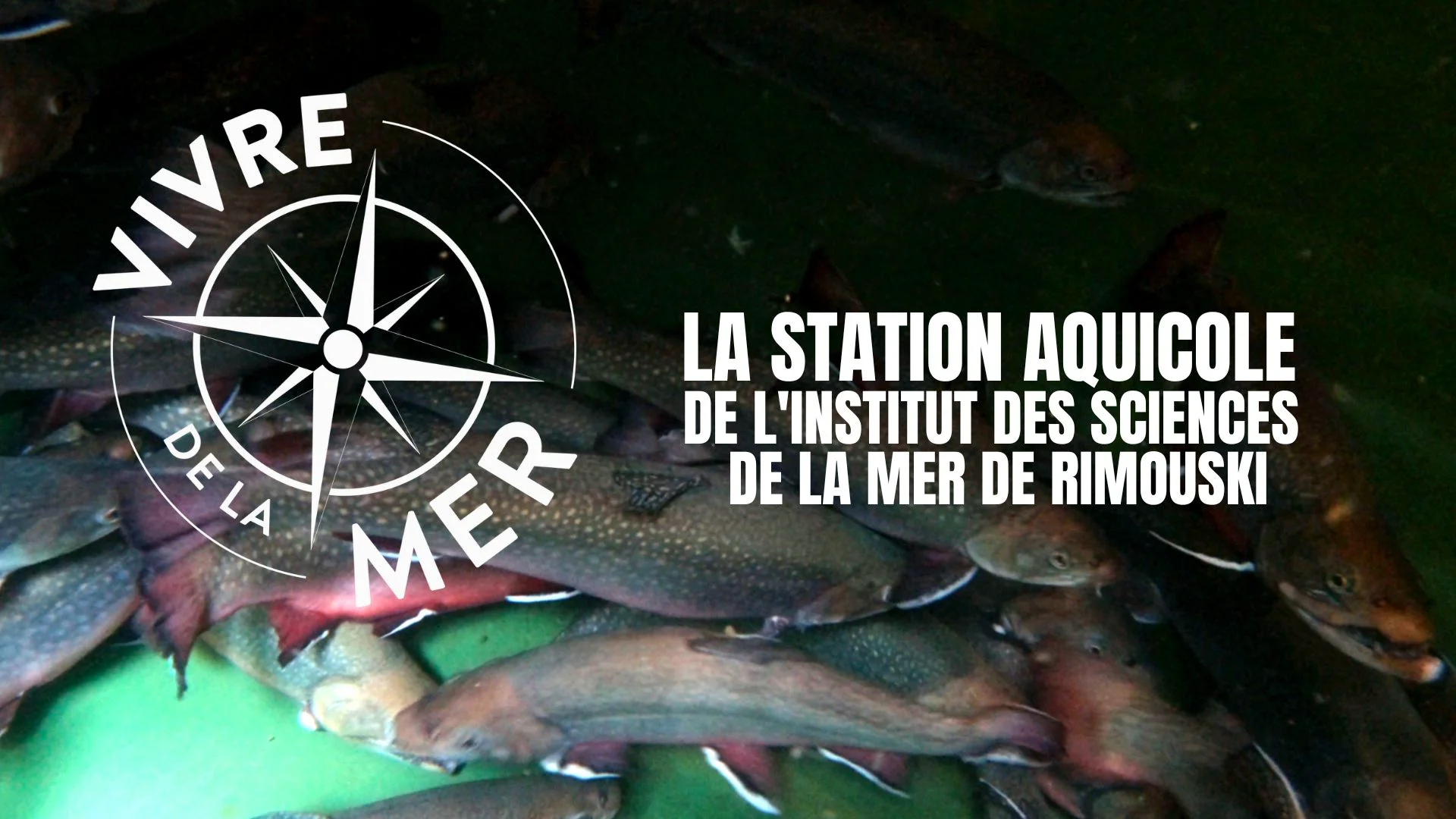 LA STATION AQUICOLE DE L'ISMER DE RIMOUSKI on Vimeo
