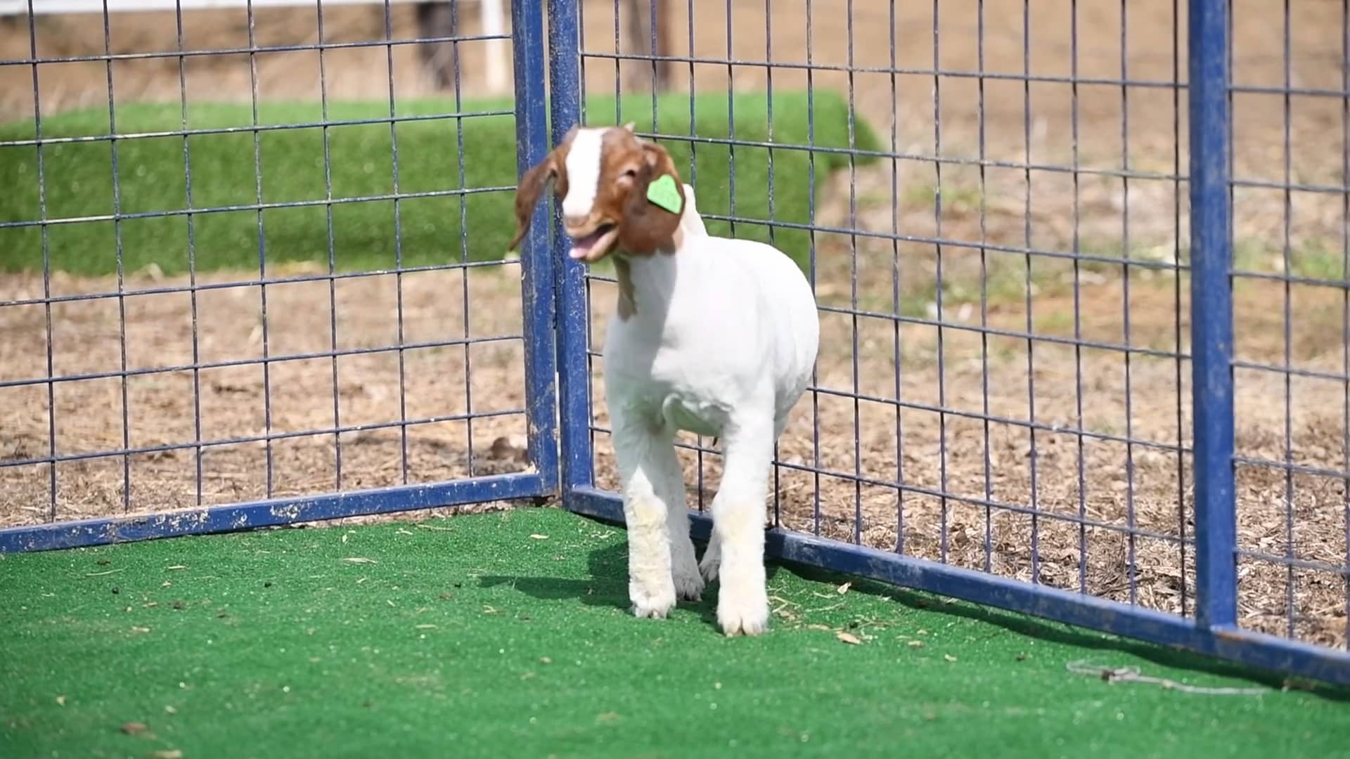 Warren Goats 2023-3018 on Vimeo