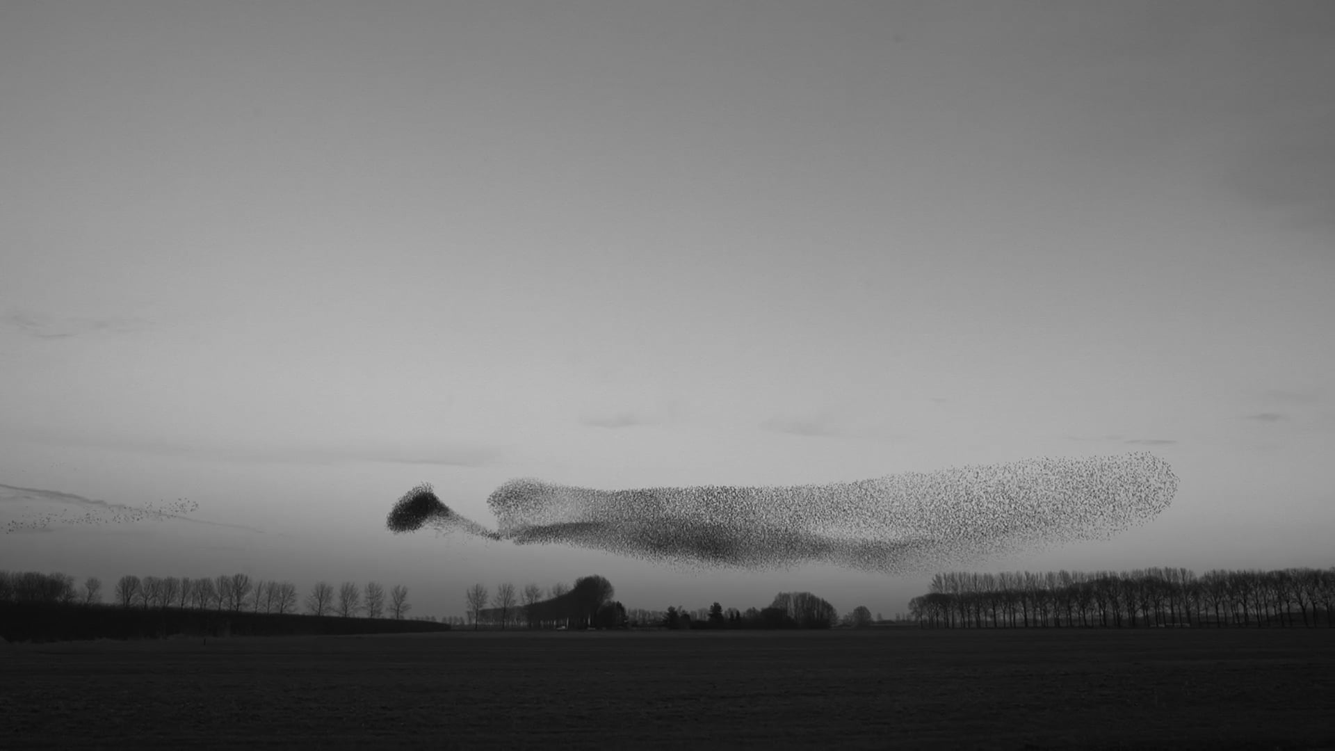 of clouds and flocks.mp4 on Vimeo