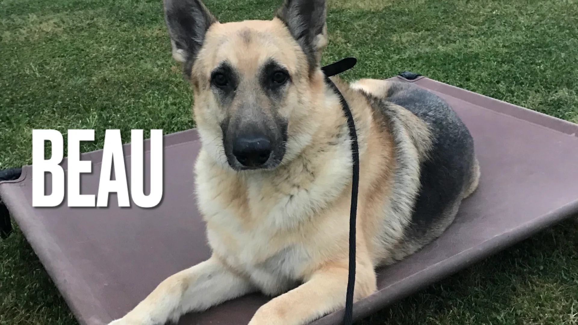 German Shepherd - Beau - Bmod on Vimeo