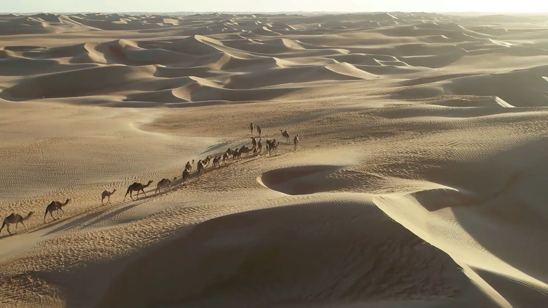 Camel Promo Video