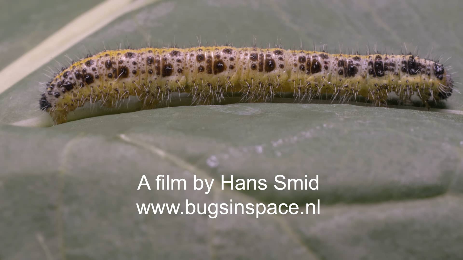Baryscapus galactopus hyperparasitic wasp on Vimeo