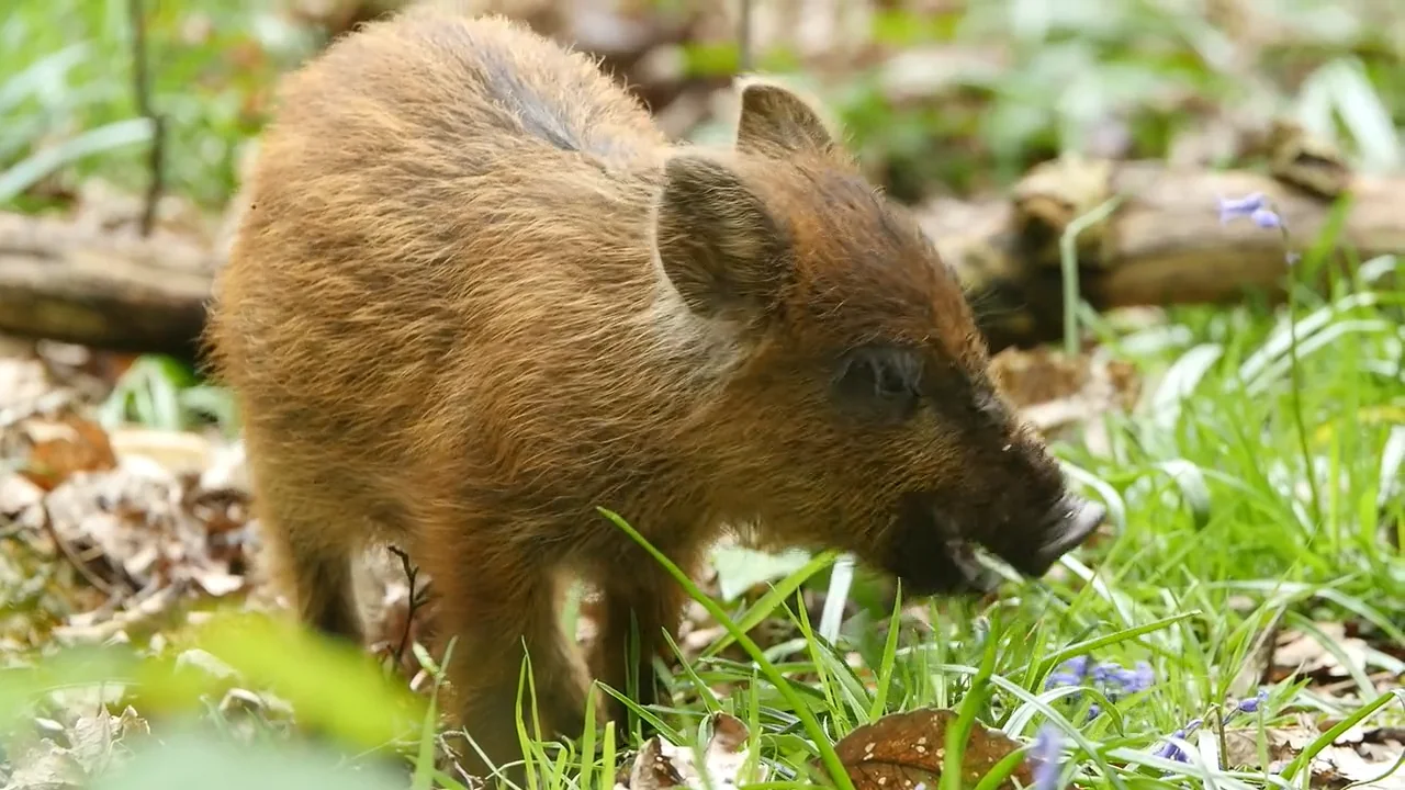 Wild Boar Piglet | That's Wild on Vimeo