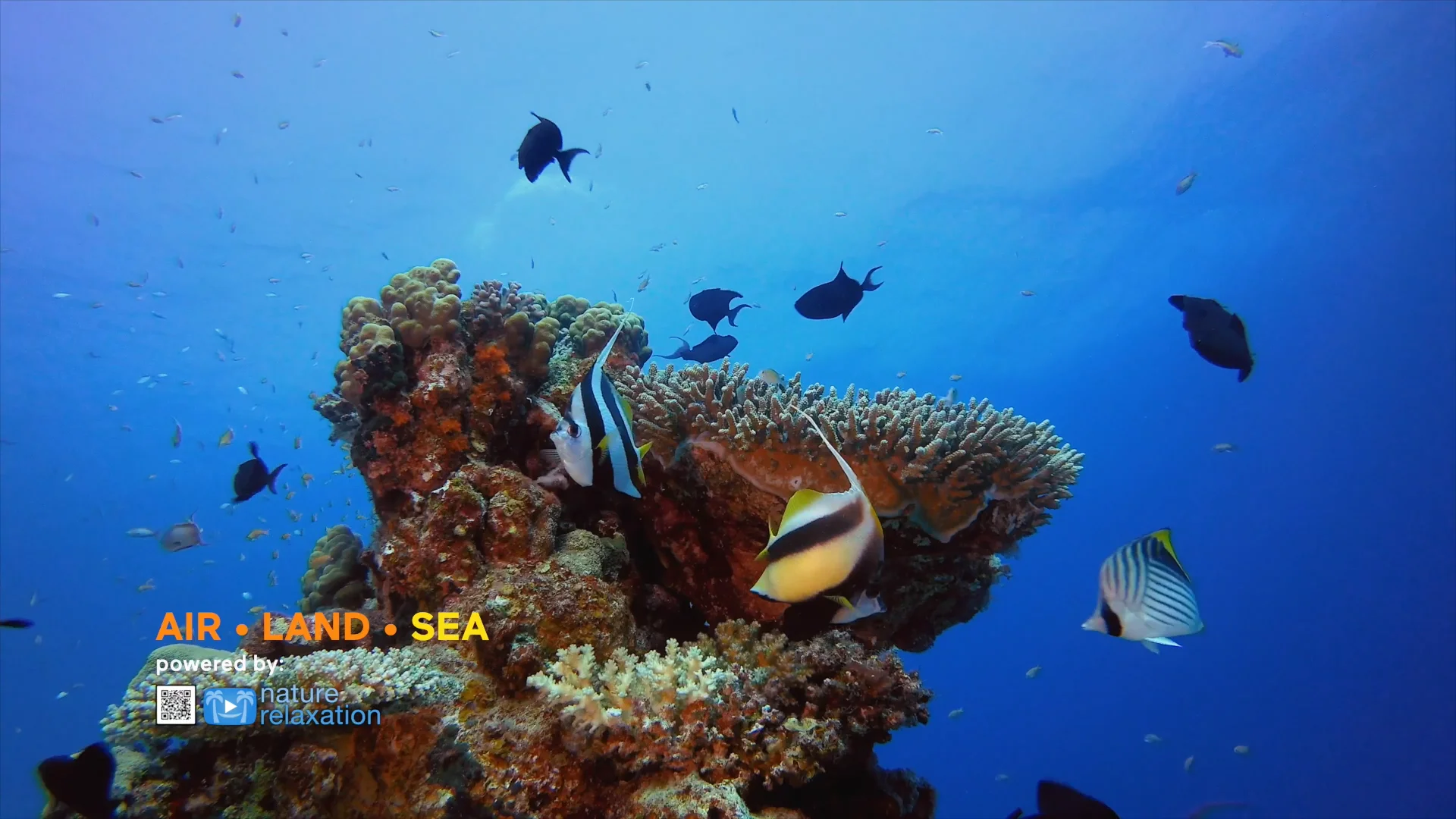 Underwater-006.mp4 on Vimeo