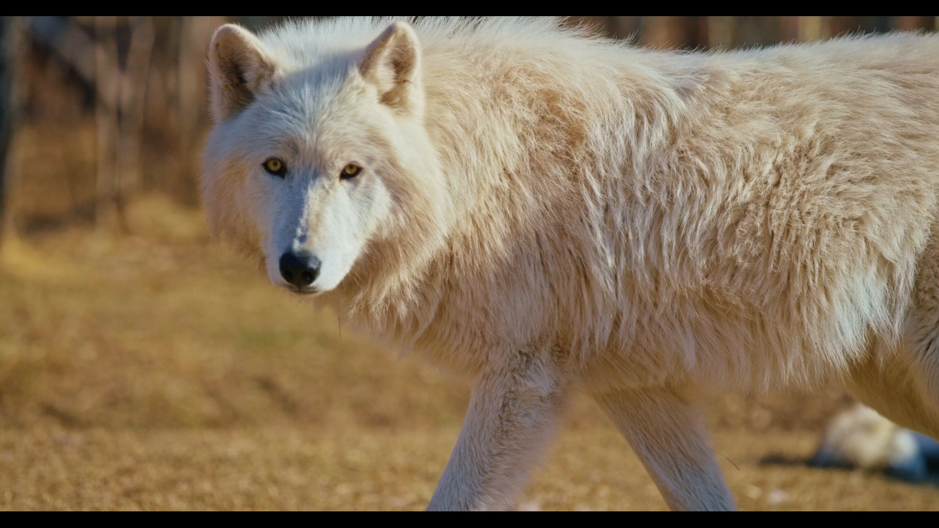 All About Wolves - White Wolf Facts, Pictures, and More