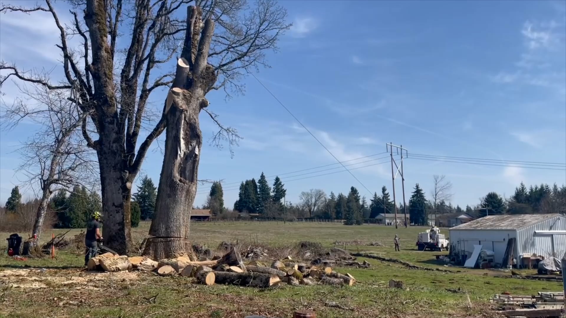 Professional Tree Service - Pacific Tree Solutions