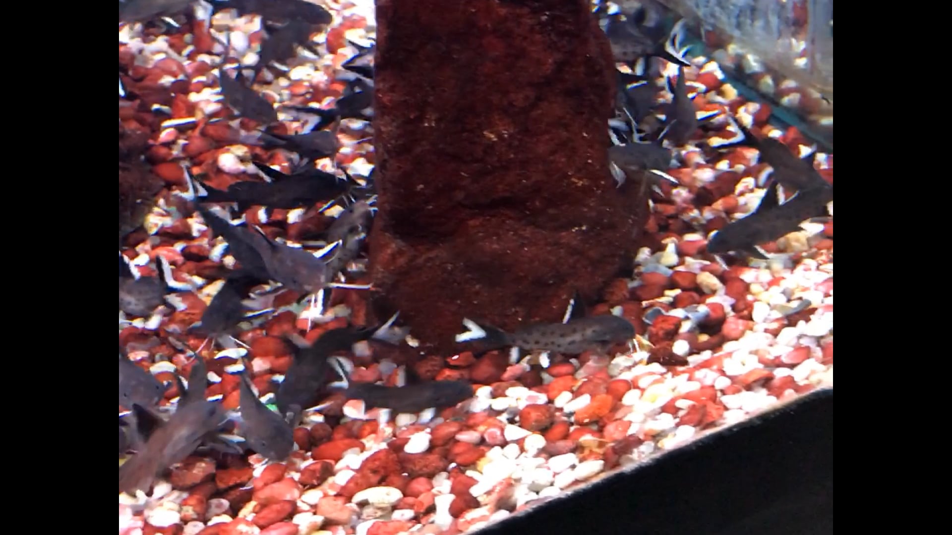 Wholesale Tropical Fish - Gem de la Gem Aquatics