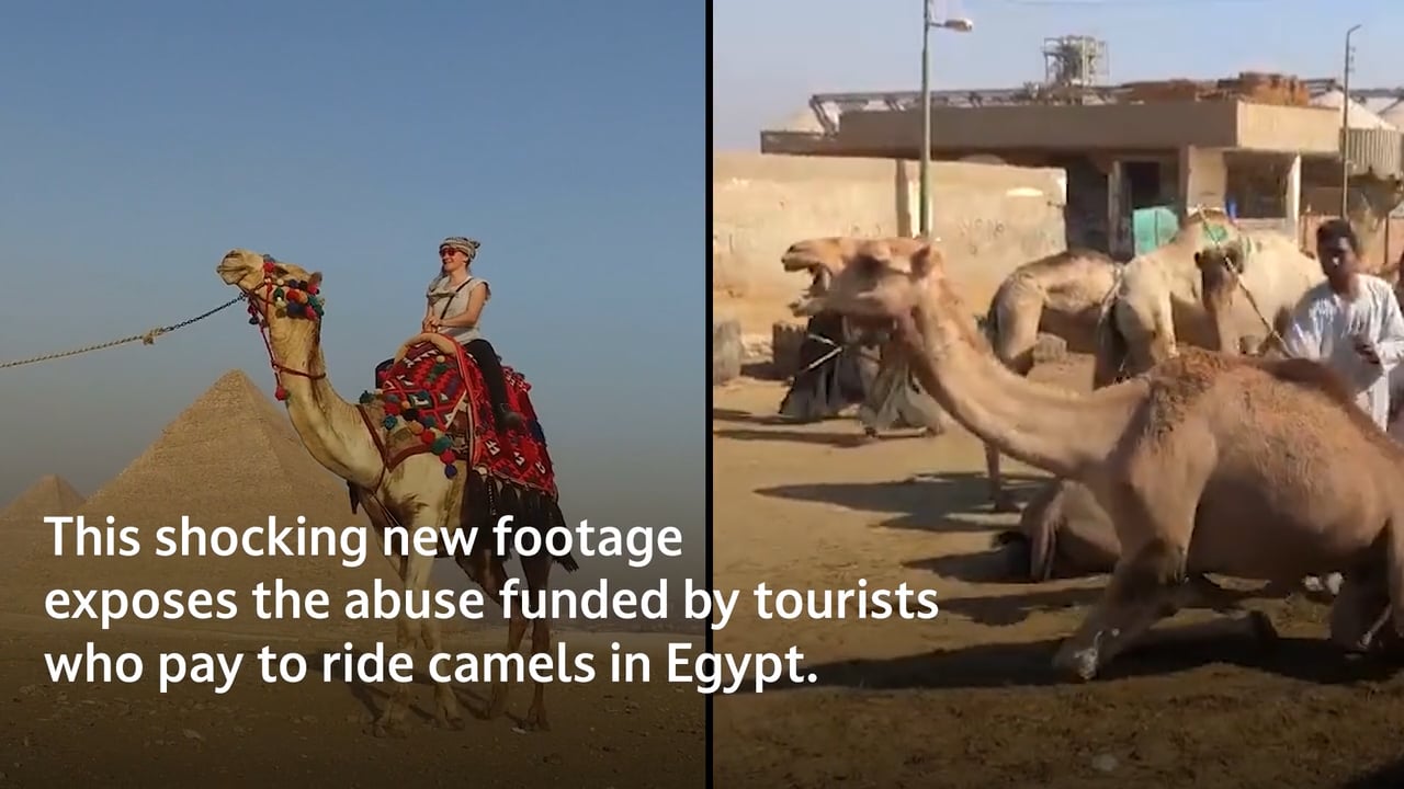 Hear Their Cries: Camels Hit, Tied, and Dragged for Tourist Rides on Vimeo
