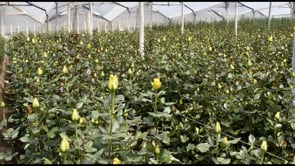 About us | Rainforest Farms and Bouquets