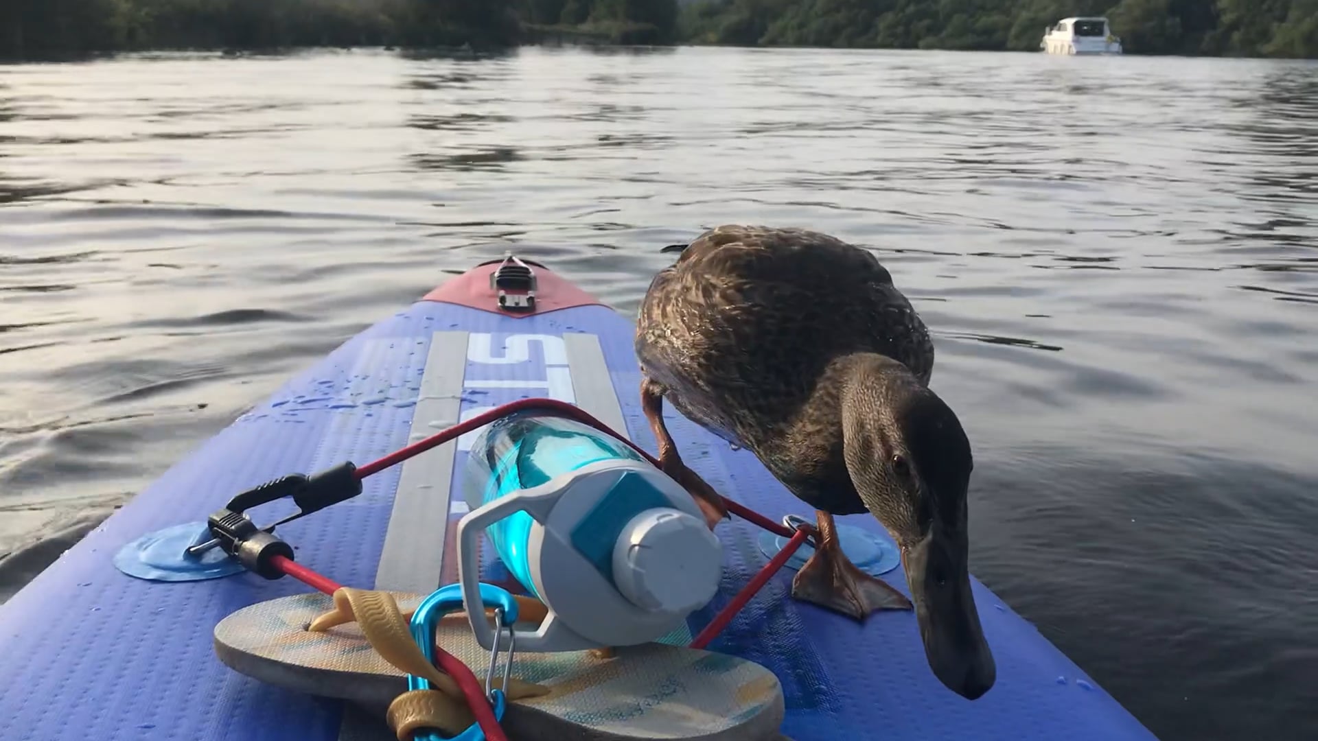 SUP Duck on Vimeo