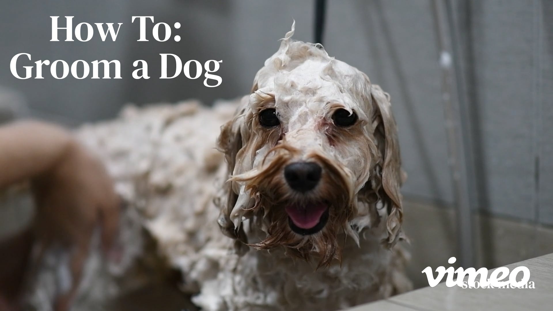 How To: Groom a Pup on Vimeo