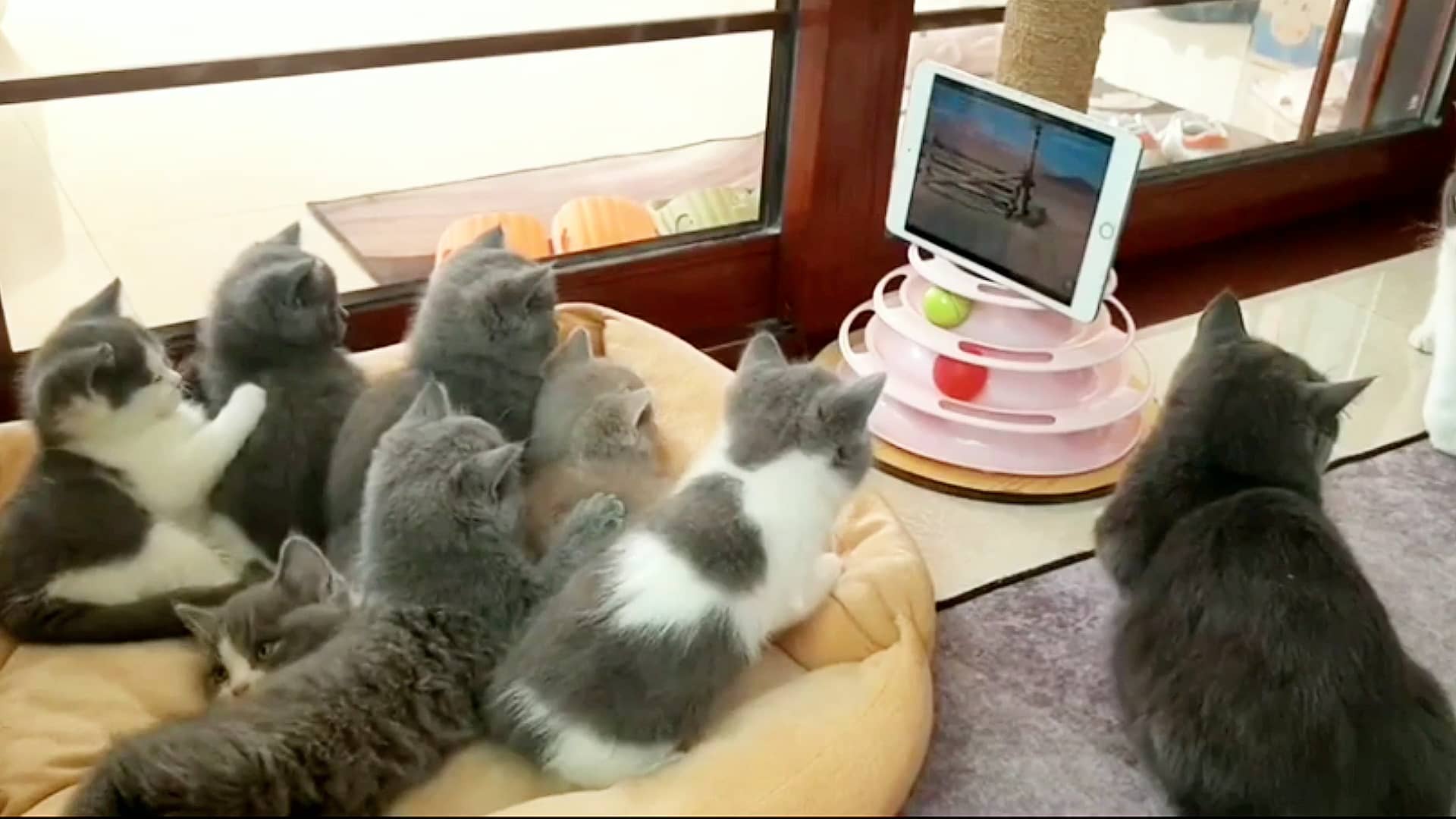 Cute kittens on Vimeo