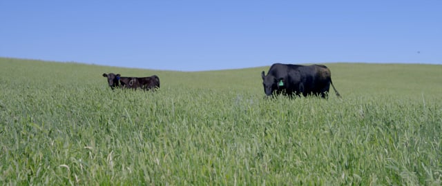 Sarpy Creek Grass Ranch - Premier Land Company