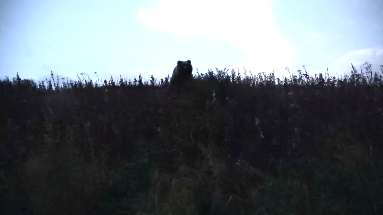 Recent Episodes - Fall Brown Bear Hunting in Alaska, Part 1 on Vimeo