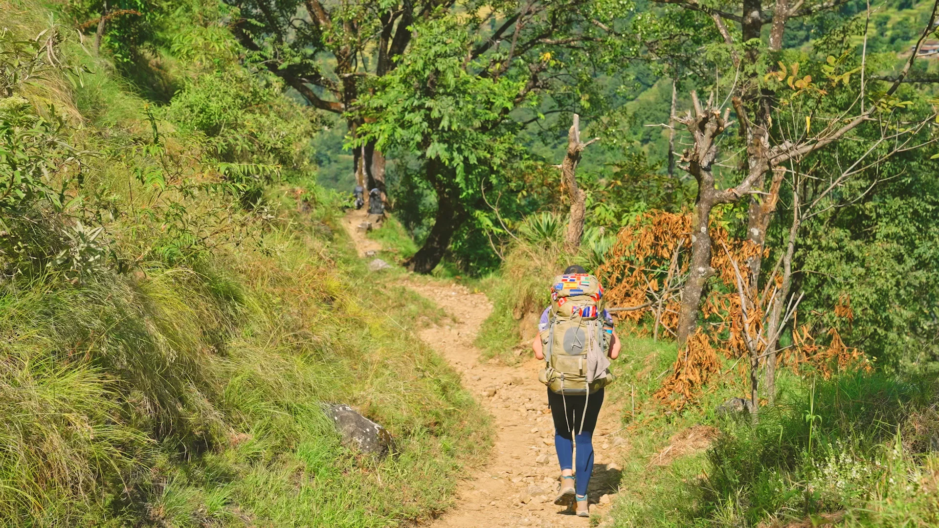 Rear view of single backpacker walking alone down trail near green ...