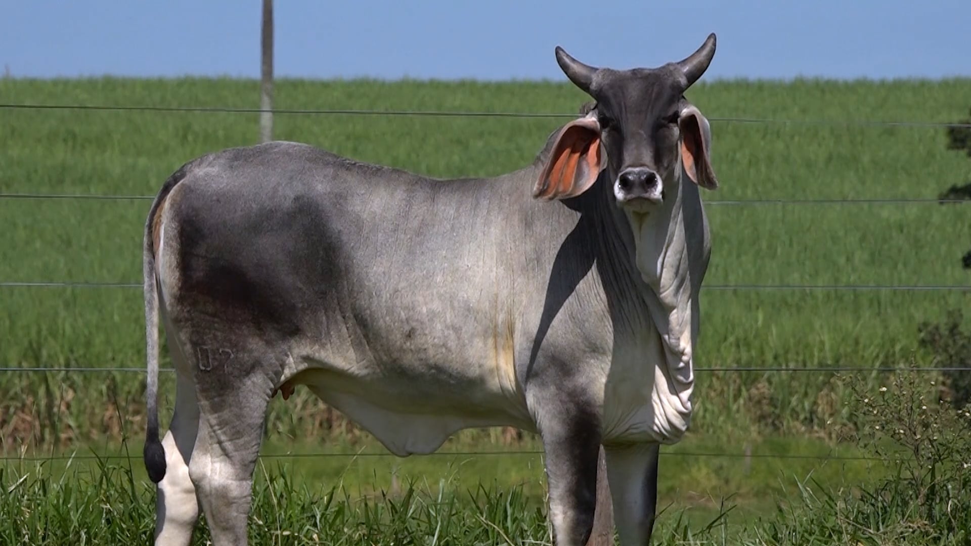 LOTE 134 - REEG 7 on Vimeo