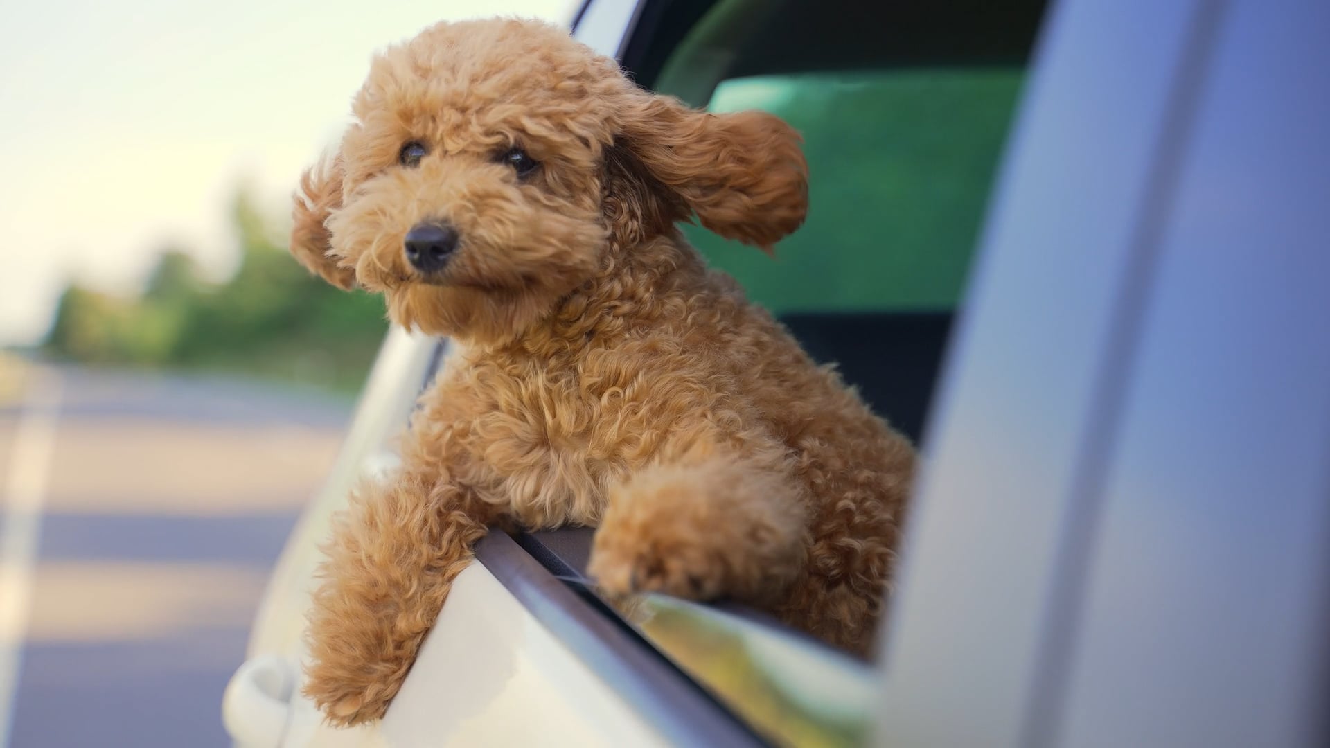 Tanner's Canine Resort - Dog Boarding, Dog Training, Dog Daycare