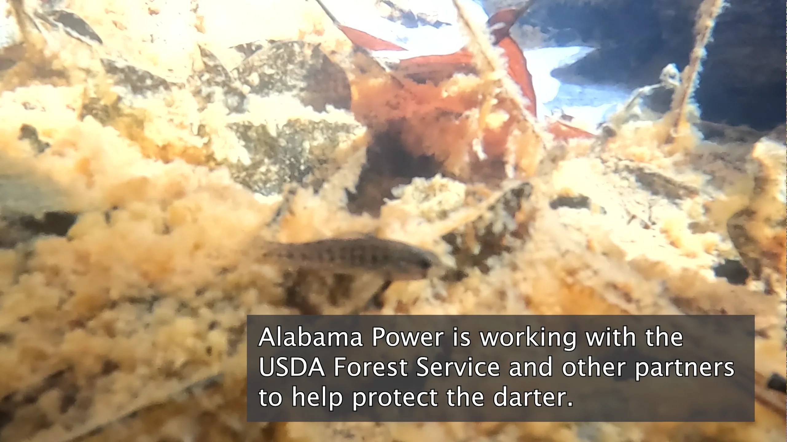 Alabama Power supporting efforts to protect the rare rush darter on Vimeo