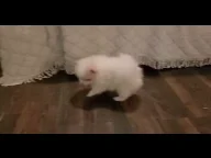 Pappy - Pomeranian puppy for sale on Vimeo