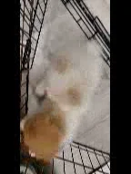 Pappy - Pomeranian puppy for sale on Vimeo