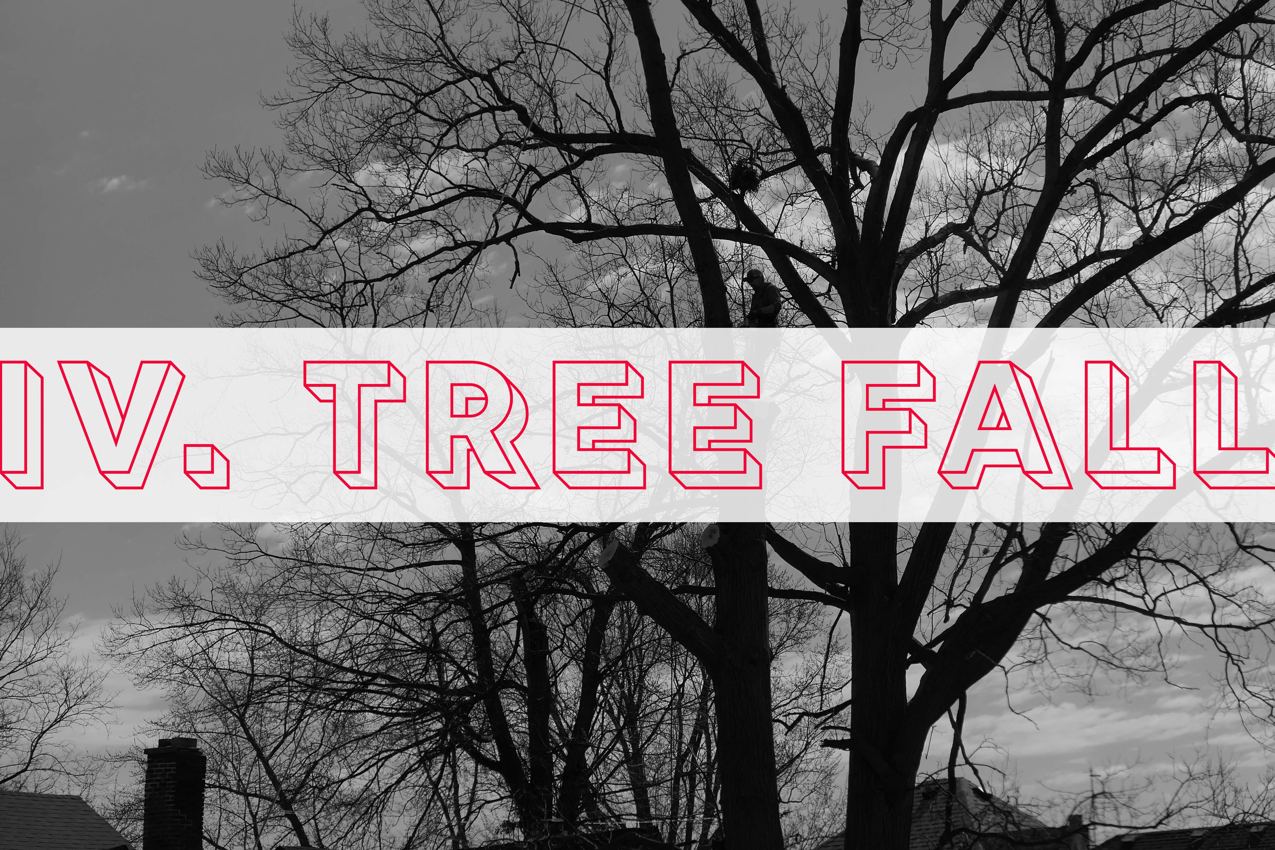 Tree Fall on Vimeo