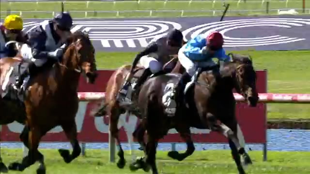 I Am Invincible - Stallion | Breednet