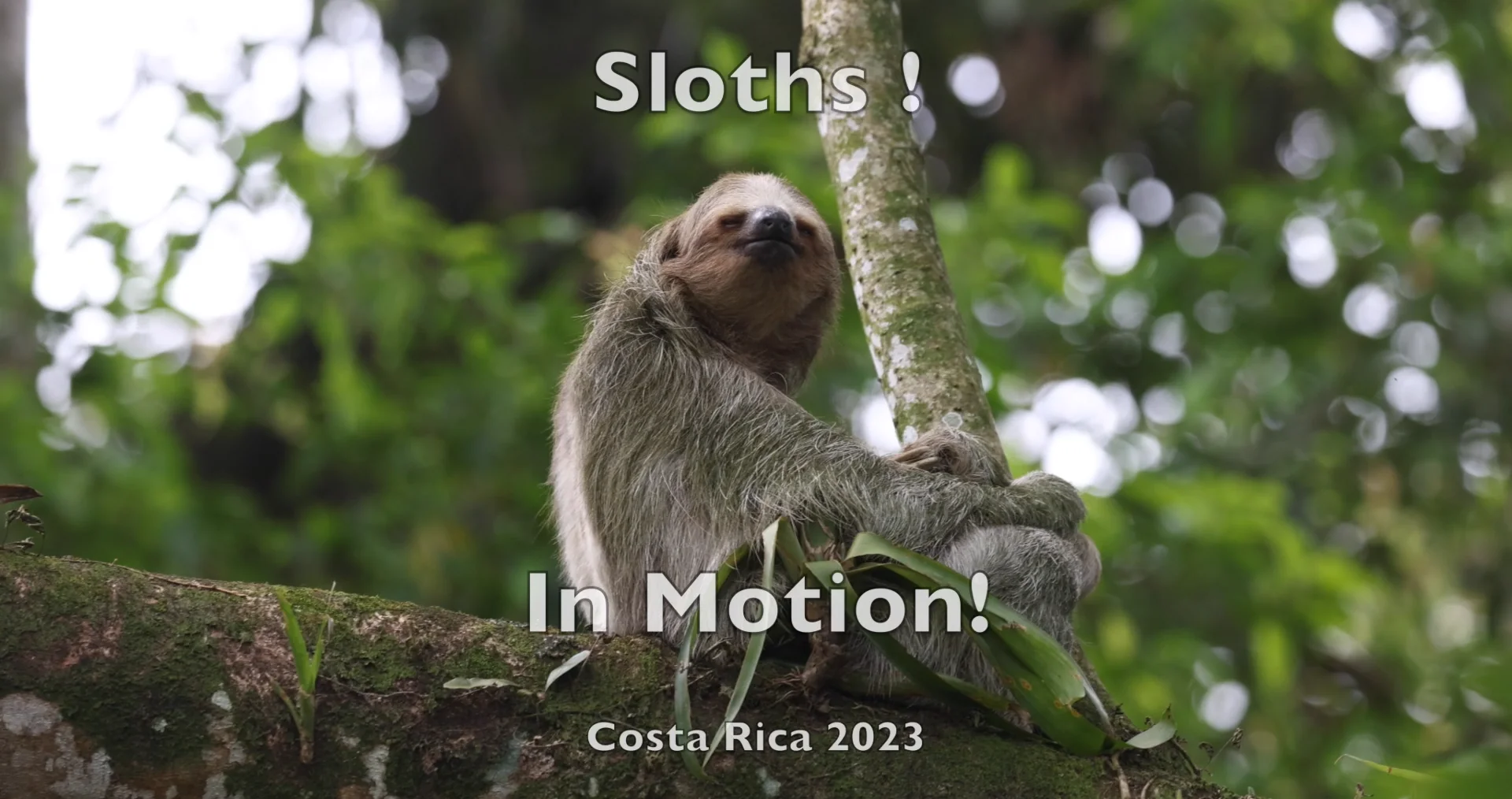 Sloths on Vimeo