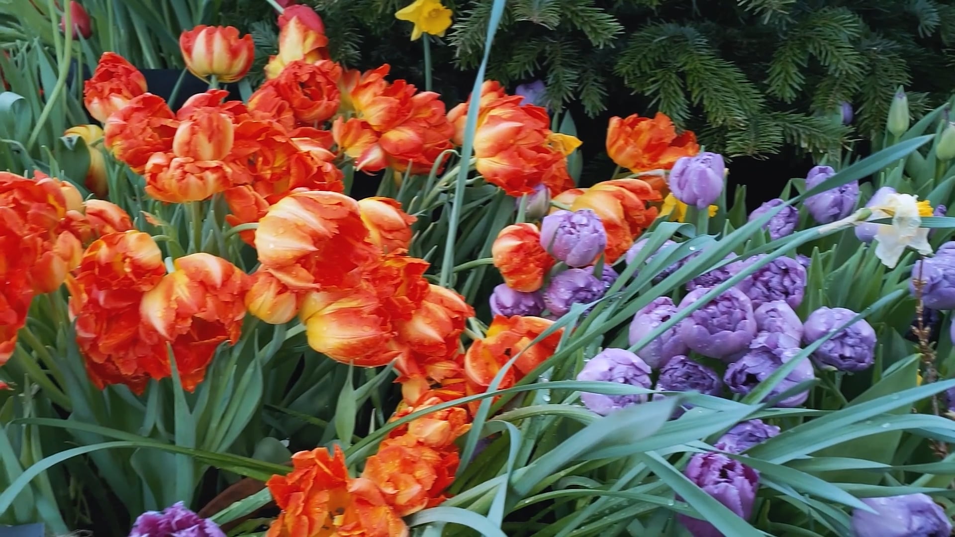 Lesson 2.4 Flower Video on Vimeo