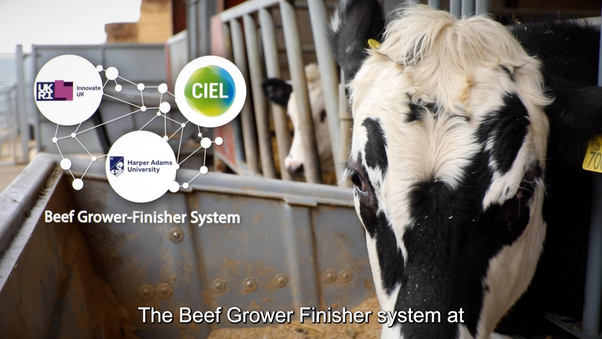 Harper Adams University-Beef Grower Finisher System on Vimeo