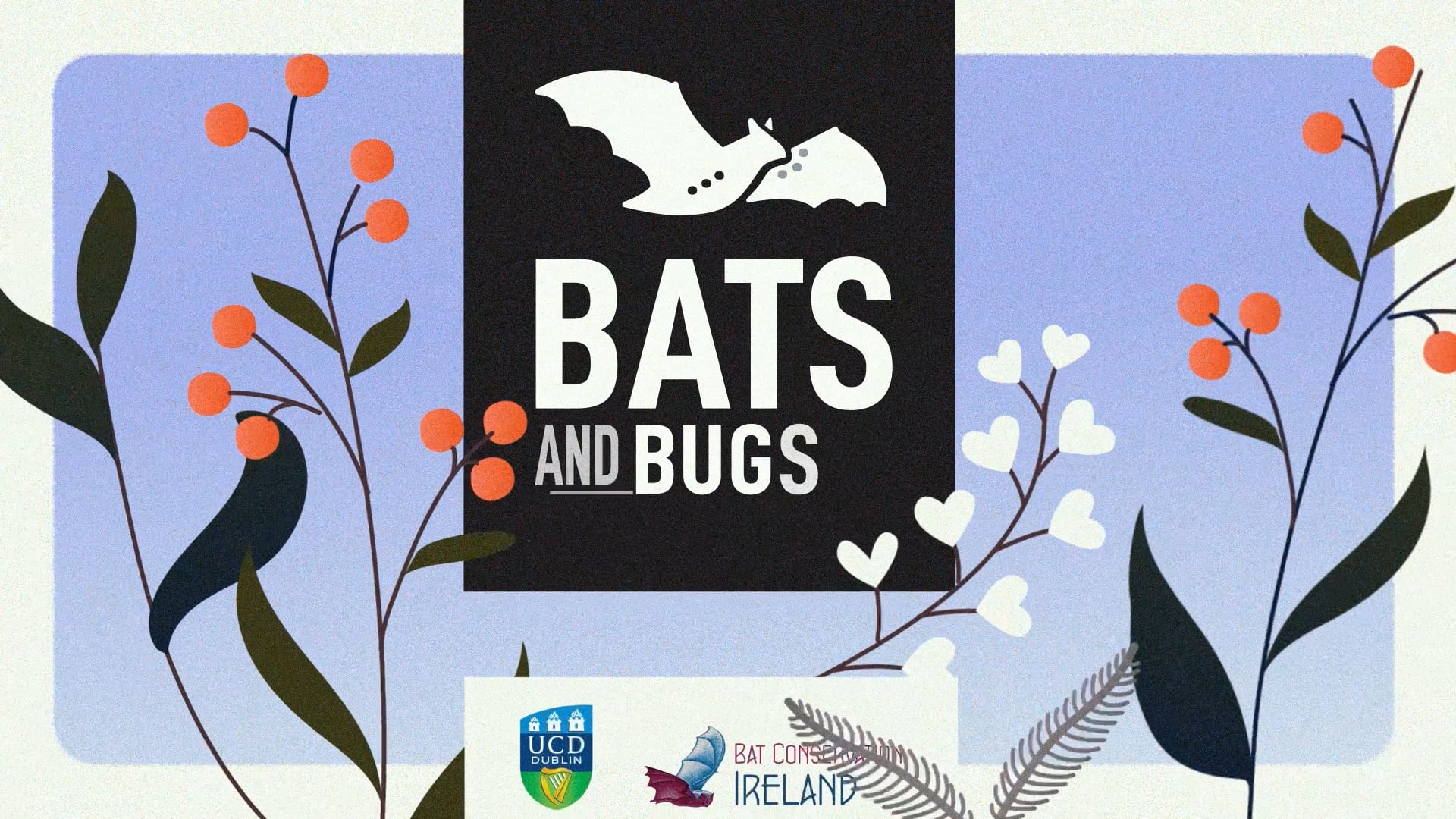Bats & Bugs - An Introduction To Our Work on Vimeo