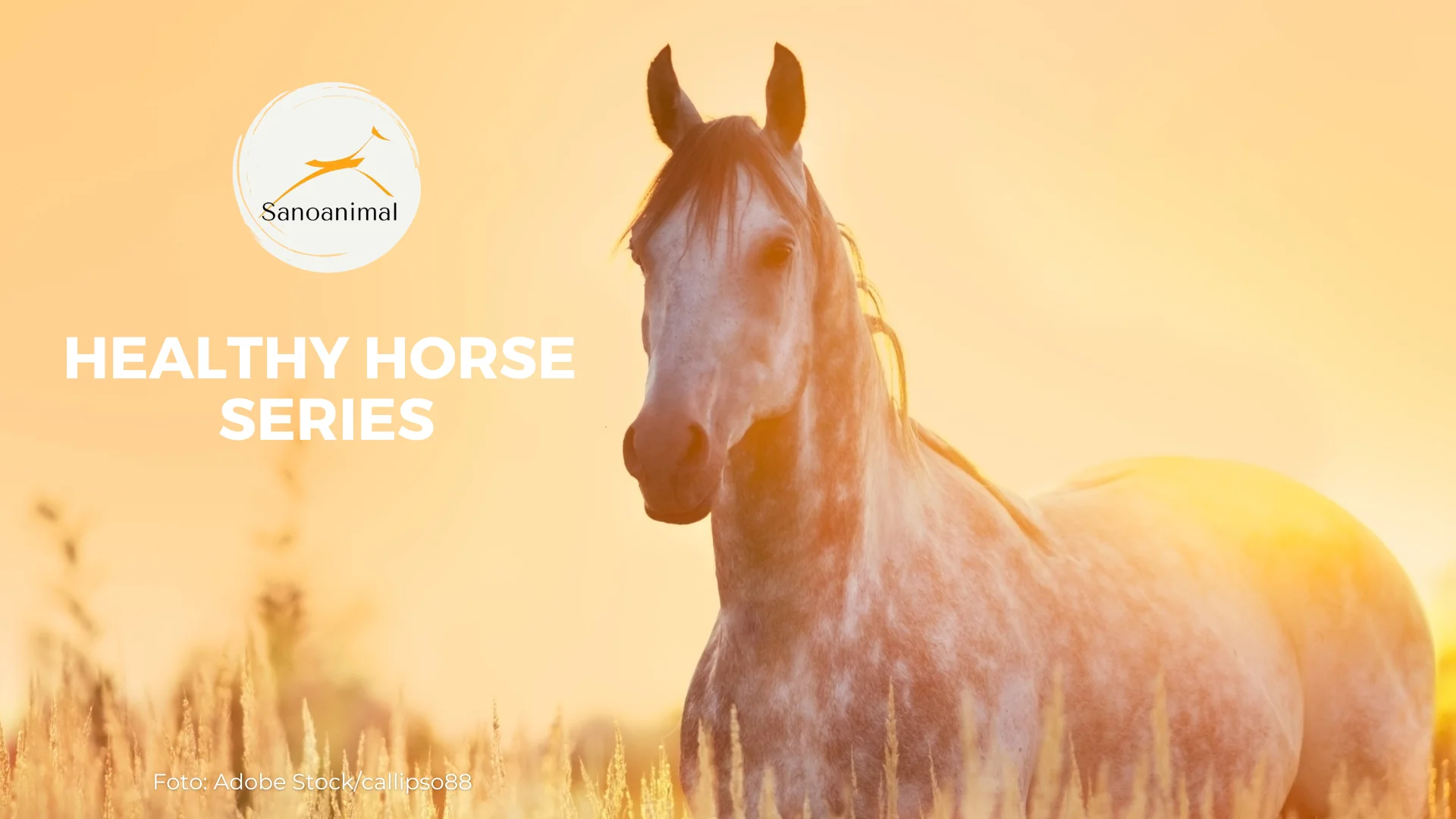 Watch HEALTHY HORSE SERIES PT. 1/3 - Feeding Horses Fit Online | Vimeo ...