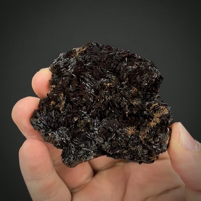 Specimens from Dr. Bob Lauf's collection!