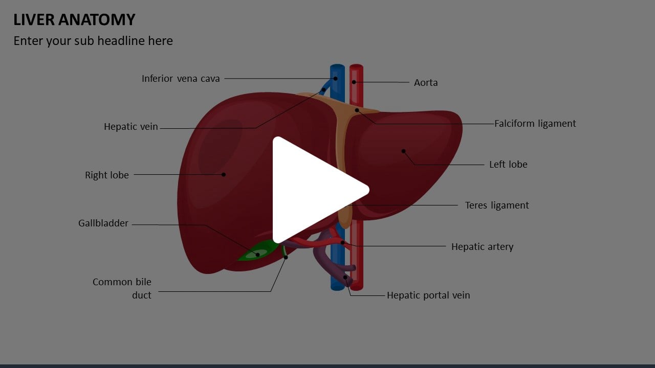 Liver Anatomy Animated Presentation - SketchBubble on Vimeo