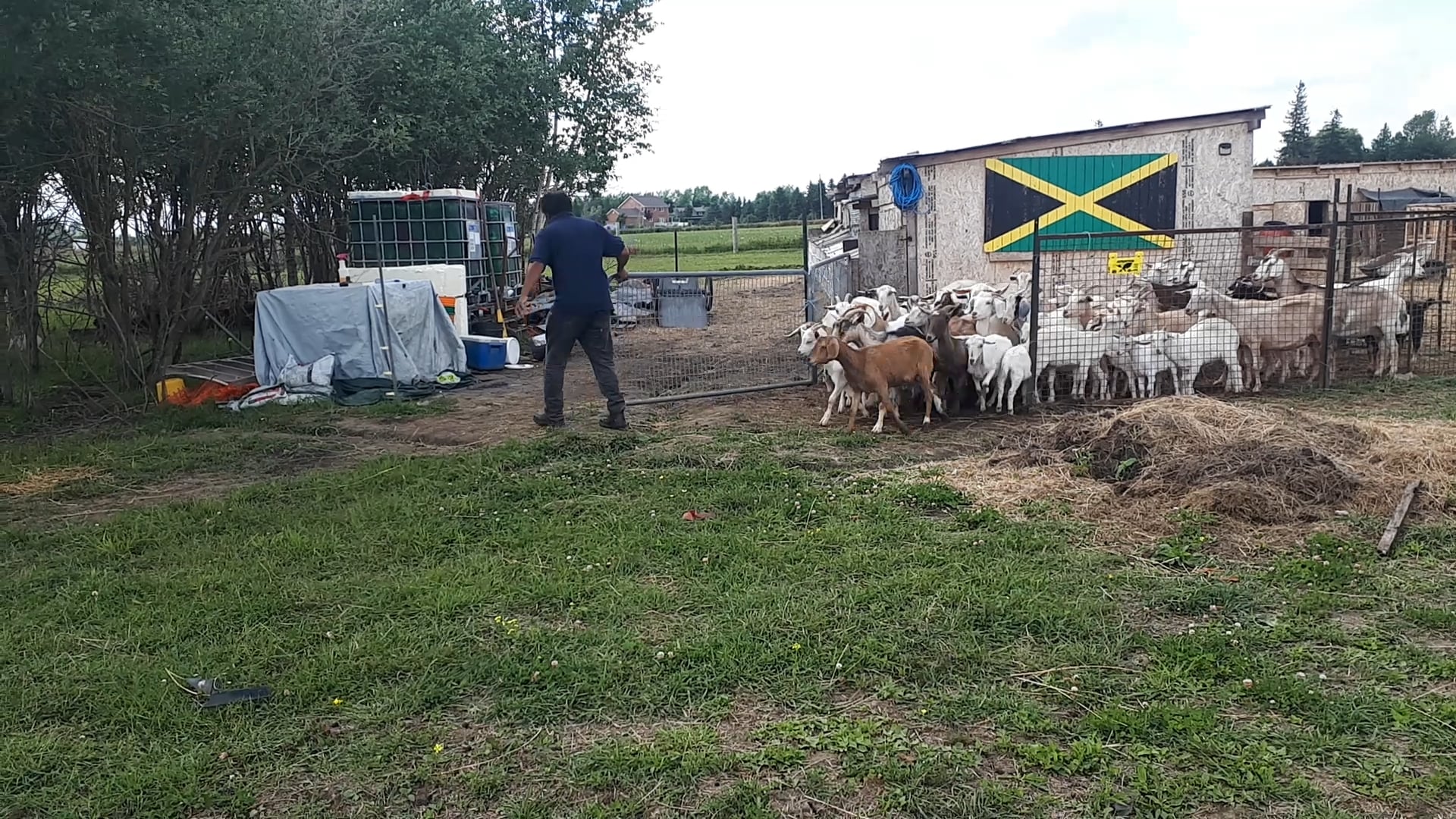 Our Step by Step Process | Goats in the City Inc.