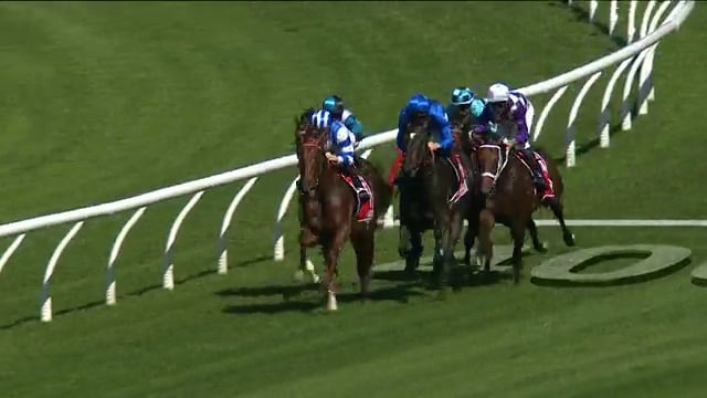 Pierro - Stallion | Breednet