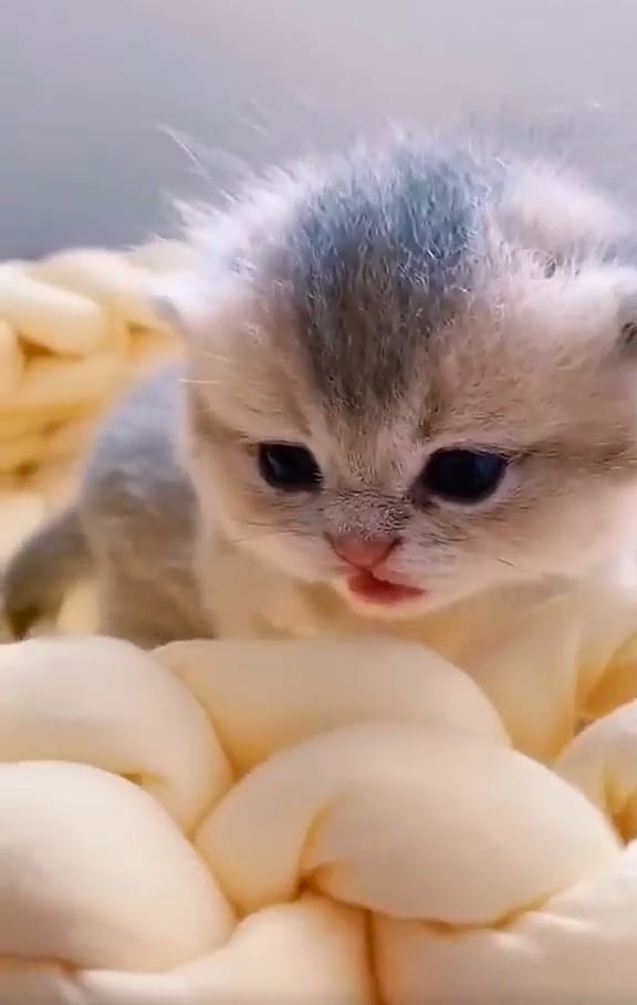 Baby Cats - Cute and Funny Cat Videos Compilation #01 Aww Animals on Vimeo